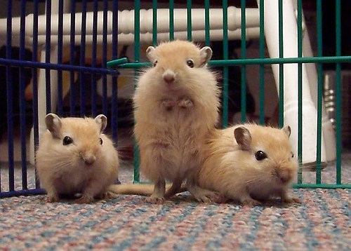 Gerbils - The Best Pet Option for Young Children | Our Pets, We Love 'Em