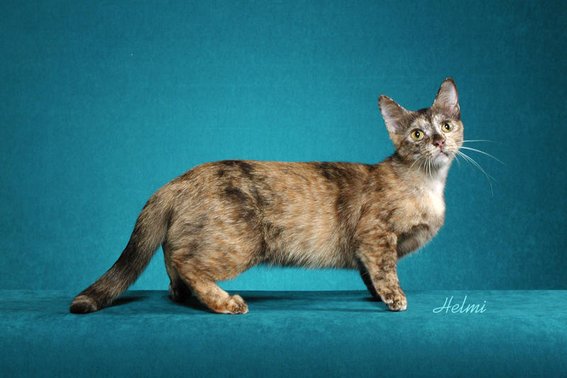 Dwarf cats Pictures ~ cat pictures