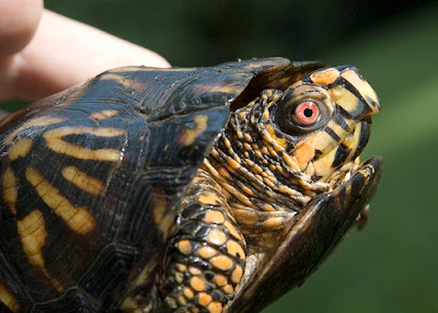 The Causes of a Box Turtle Eye Infection | Our Pets, We Love 'Em