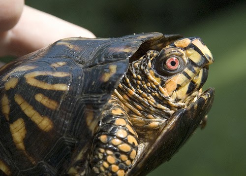 The Causes of a Box Turtle Eye Infection | Our Pets, We Love 'Em