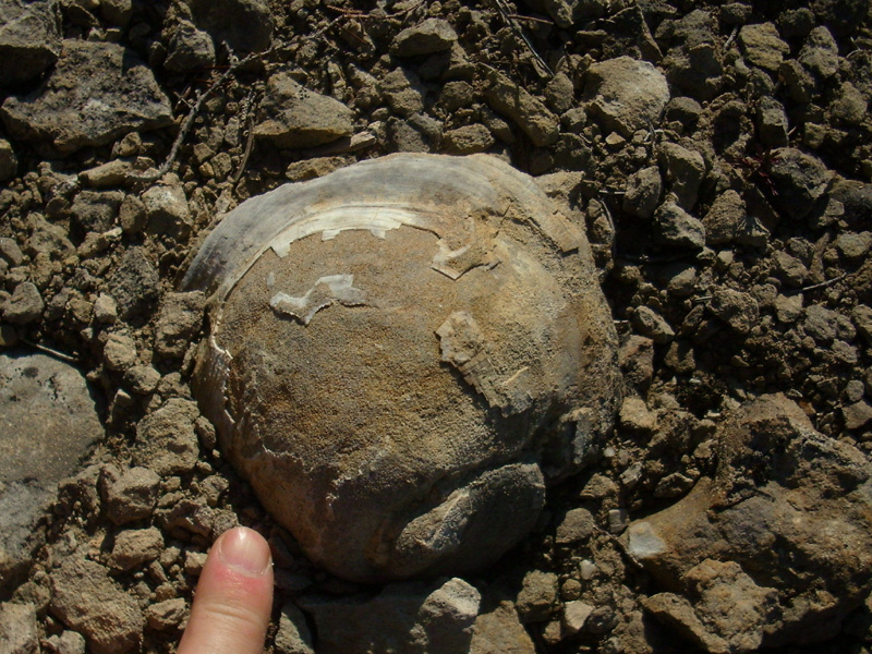 MUSEO PALEONTOLÓGICO DE SOBRARBE: Por el "Delta de Sobrarbe"