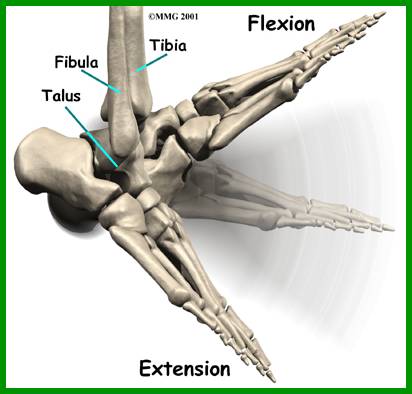 Sky Heel: กายวิภาคของเท้า:Foot Anatomy