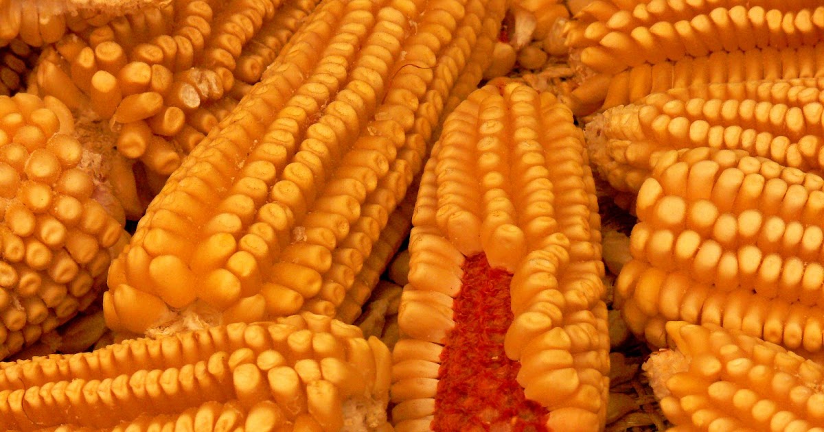 El Tajo: La Tusa: usos y aplicaciones.