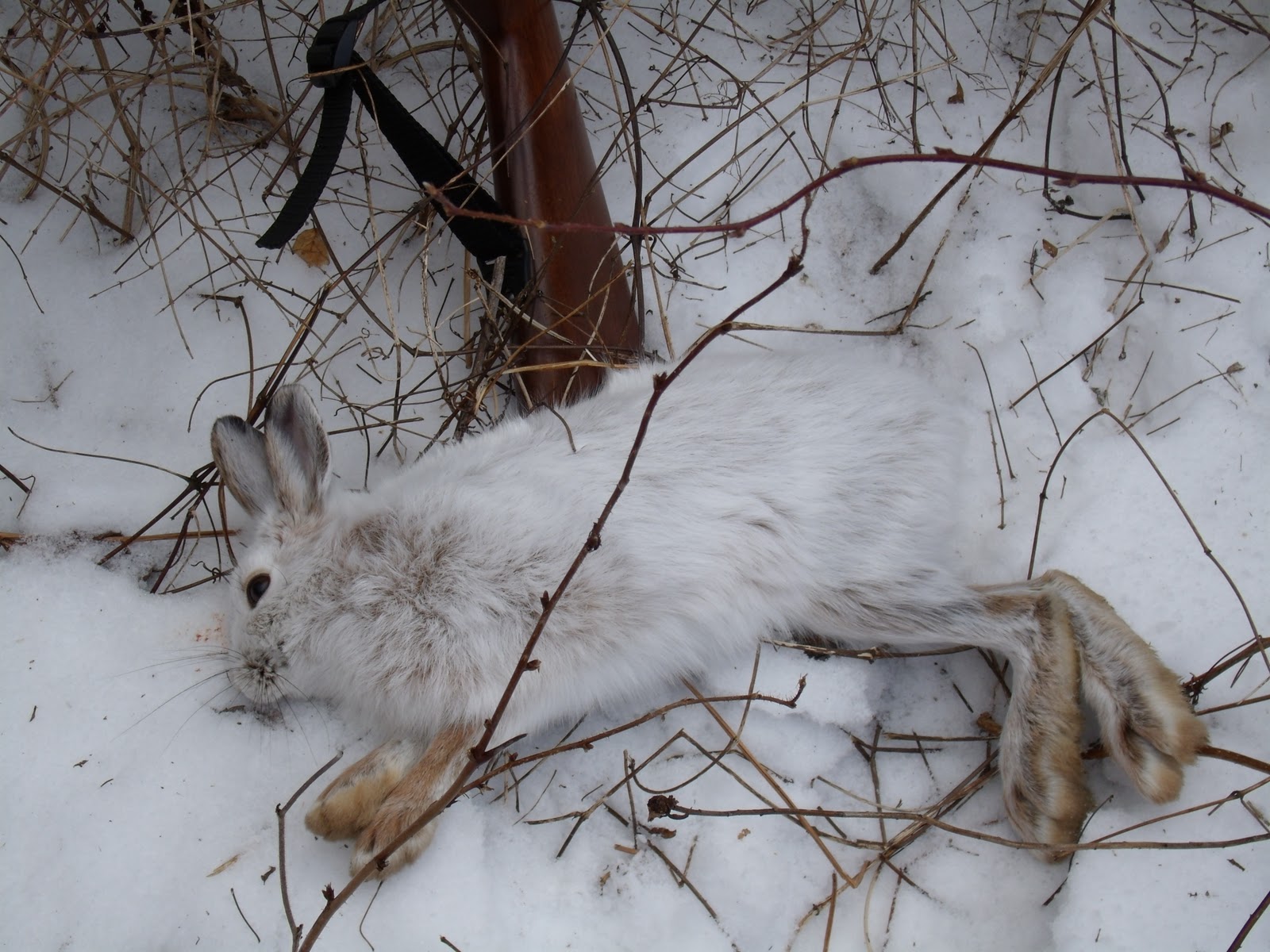 Bob Phillips' Adirondack Blog: Outdoor Writings: FIRST SNOWSHOE HARE ...