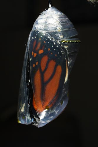 All of Nature: Monarch Chrysalis