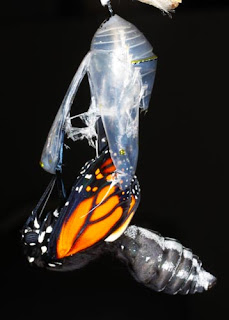 All of Nature: Monarch Chrysalis