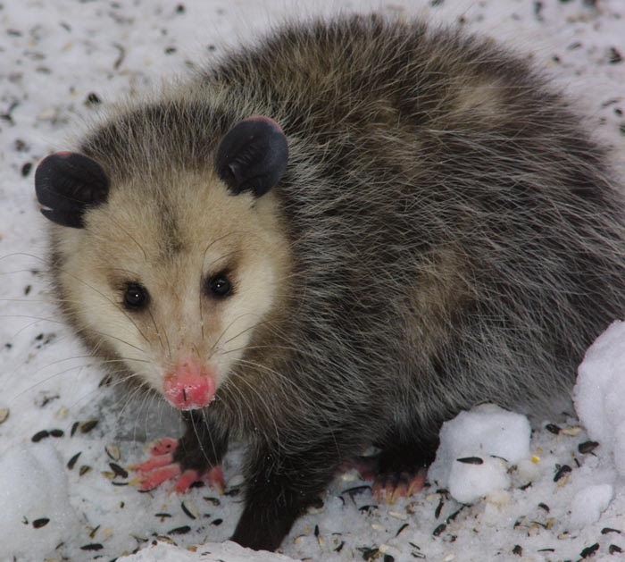 All of Nature: Opossums and Global Warming