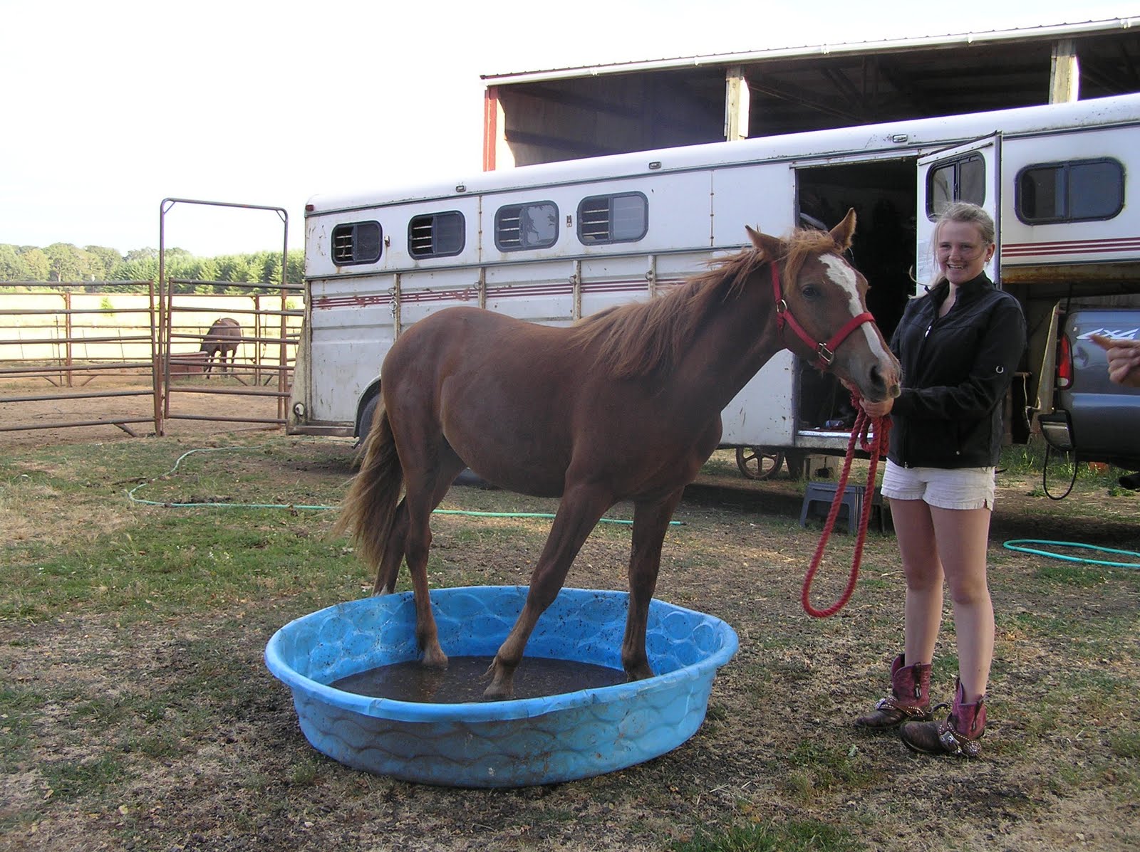 gentling a mustang: Youth and Yearling Program