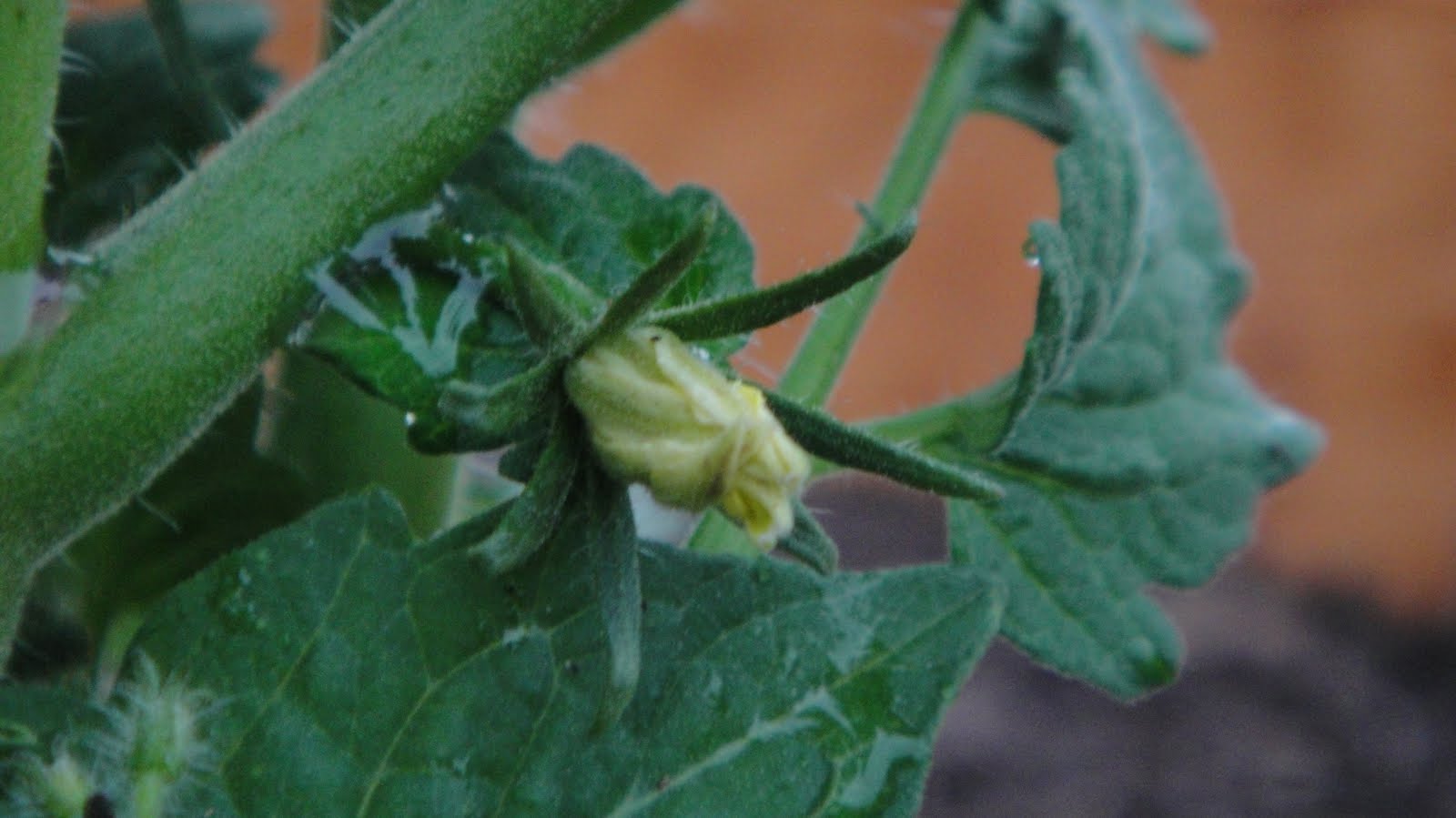 good fruit, good soil: Day 22 - Blossom Drop???