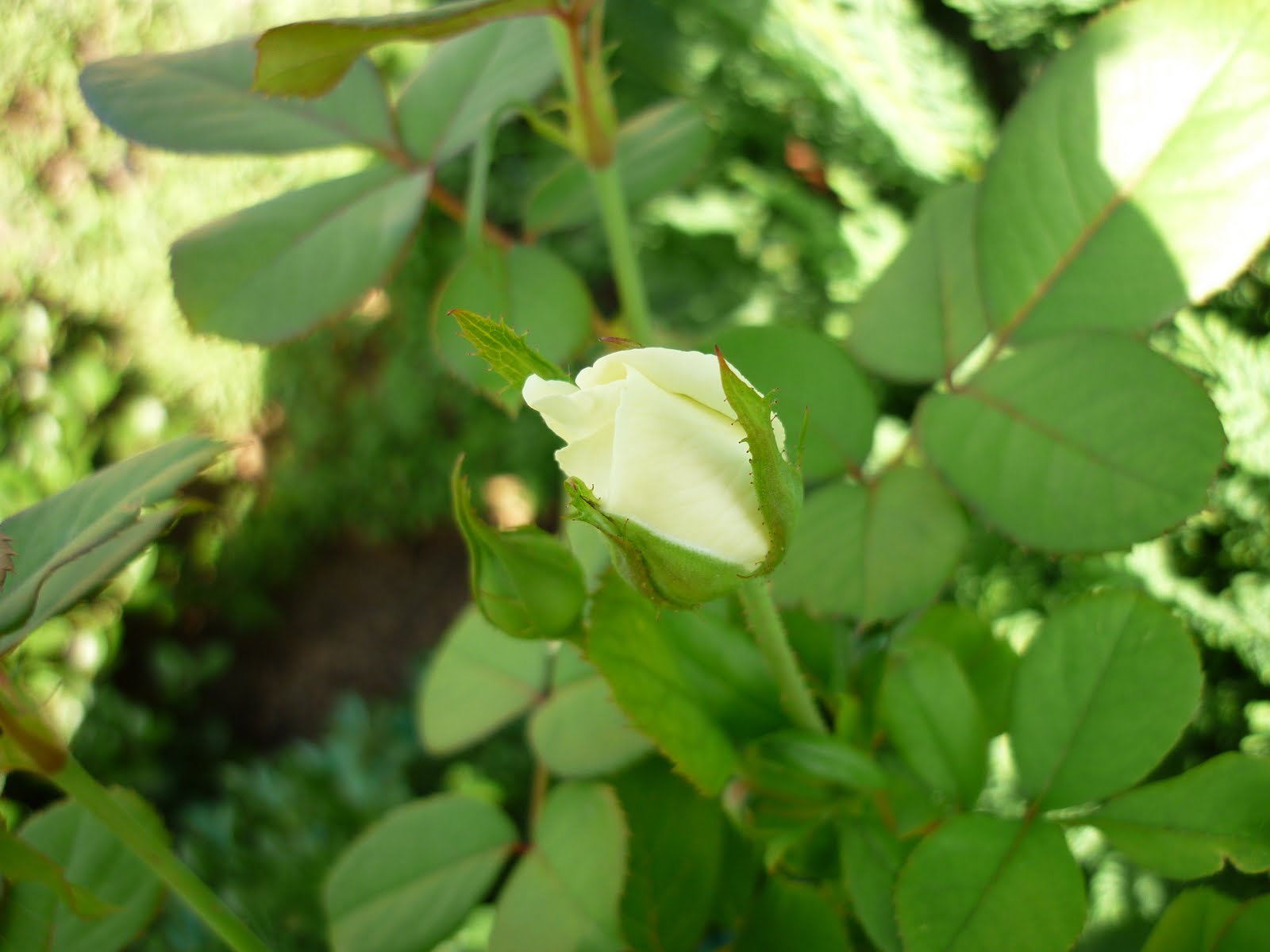 12813: Garden Photos: 7/15/10