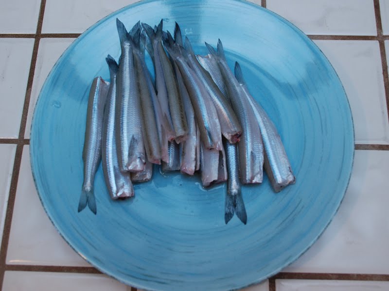 California Fishing: California Grunion