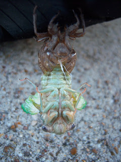 Did You Know?: Did You Know How A Locust Sheds Its Skin?