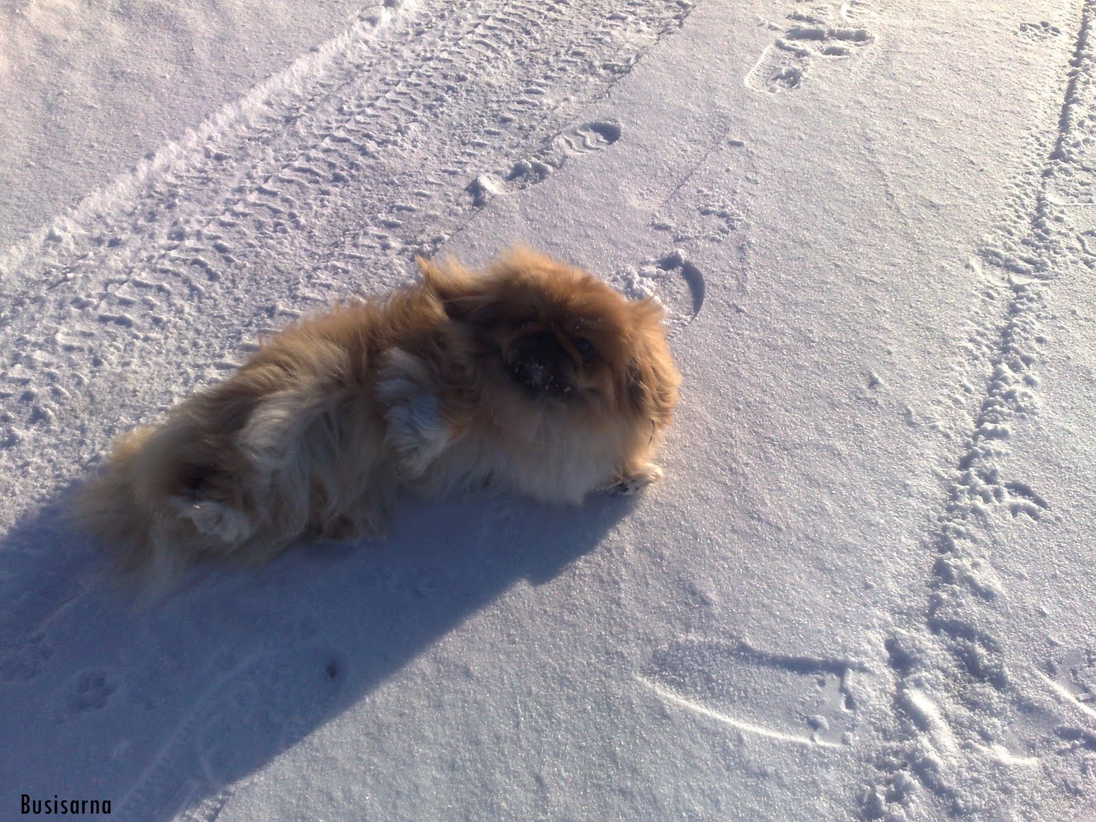 PIXI: Stackars lilla hund