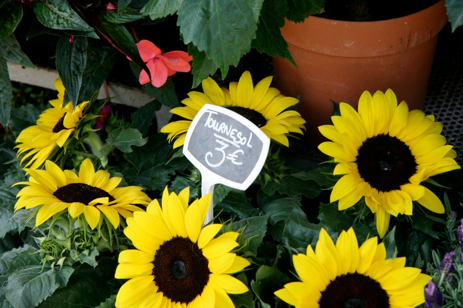 France is Hexagonal: Professor Tournesol