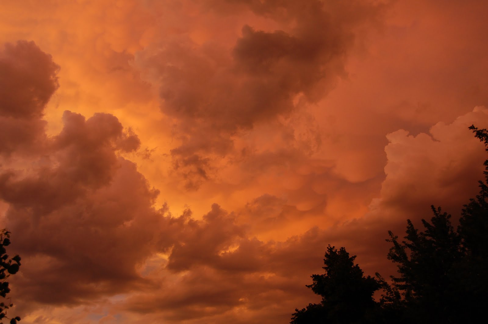 A Tail of Six Foxes: Weird Weather, Pretty Sunset