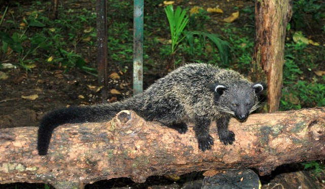 Palawan Wildlife Rescue and Conservation Center