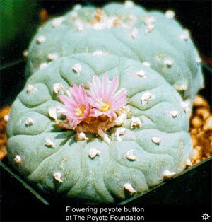 un mundo de drogas: Que es el peyote?