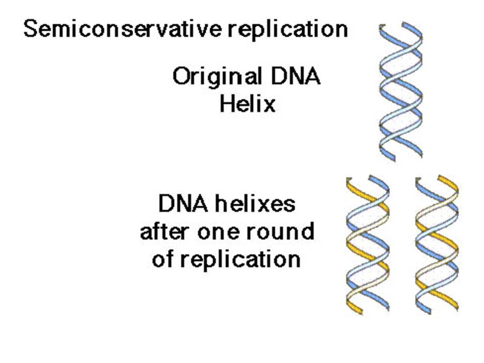 Sutton's AP Biology: Intro to DNA Replication