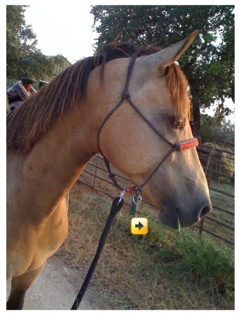 HorseCentric: Reading your horse's face