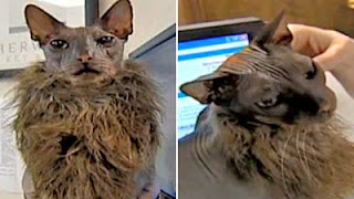 Melody Madness: Ugliest Cat in the World