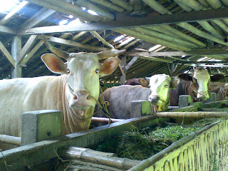 Peternakan: Transfer Embrio pada Sapi