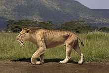Smilodon populator: SIZE