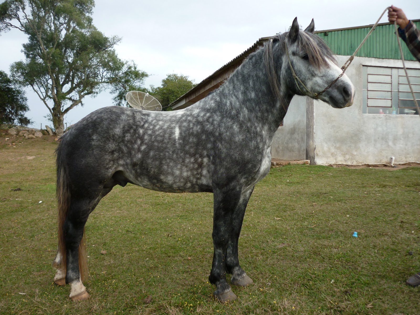 Coberturas Percheron: Percheron reprodutor. Coberturas a venda.