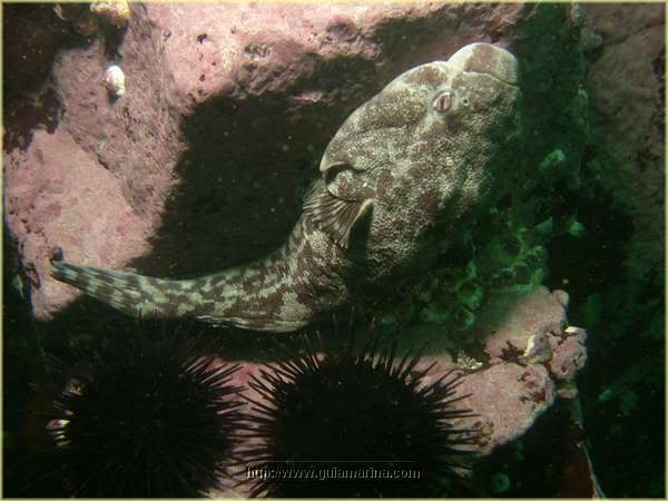 Líneas y Manchas: El pejesapo también se llama chalaco