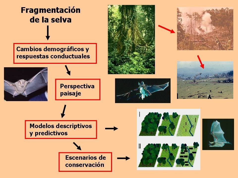 Fragmentación de Habitat