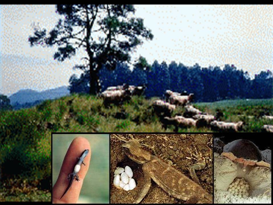 Fragmentación de Habitat