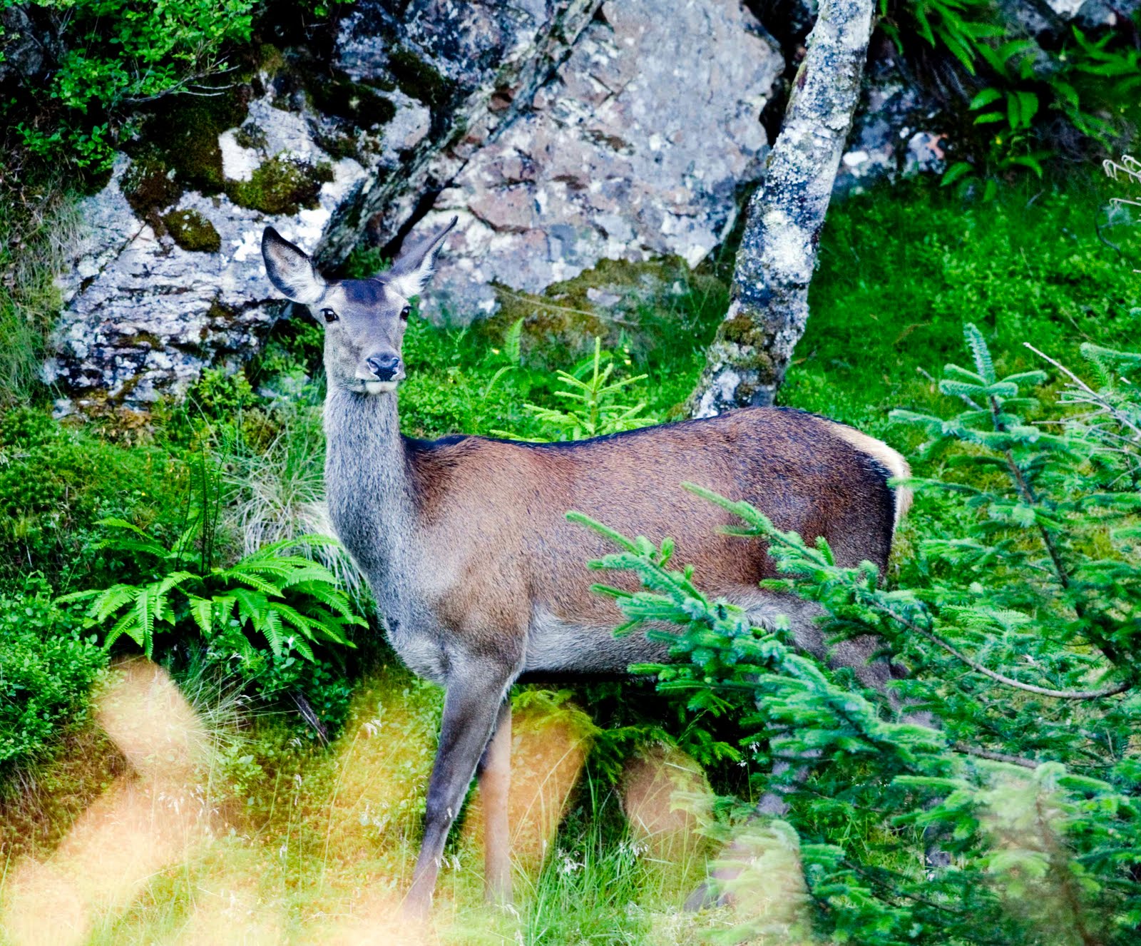 Norsk Zoologisk Forening Sørlandsavdelingen: Dagens art: hjort (30. juli)