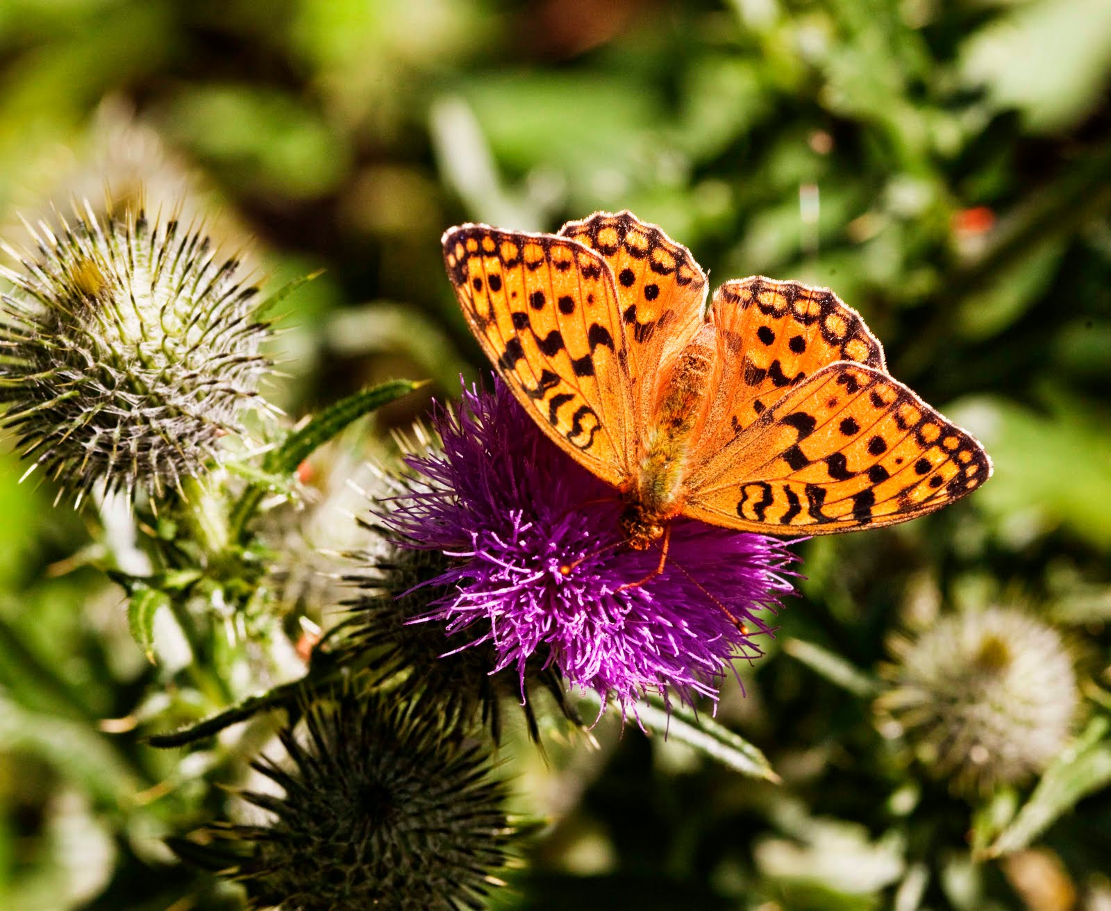 Norsk Zoologisk Forening Sørlandsavdelingen: Seinsommer er tid for ...