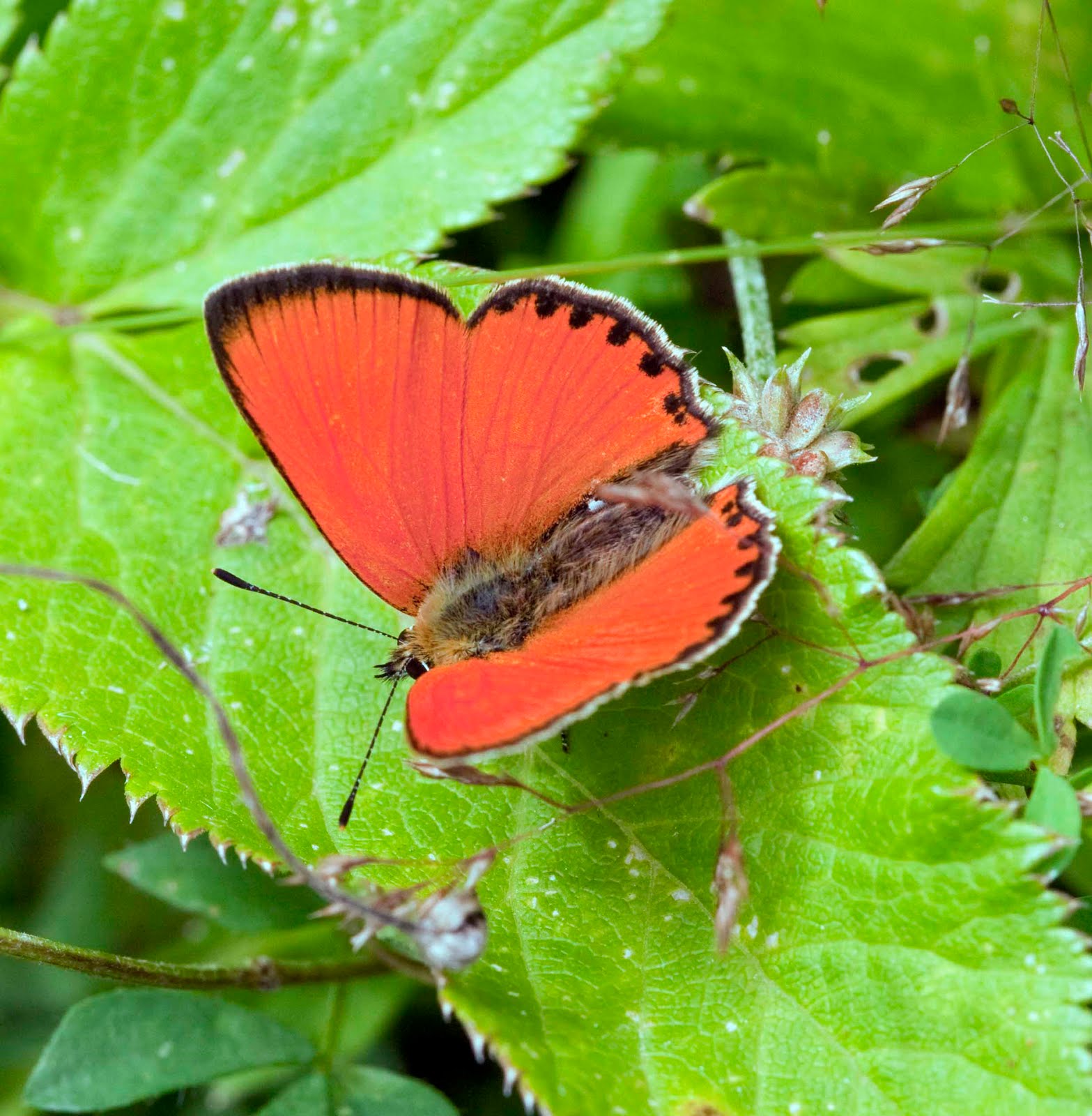 Norsk Zoologisk Forening Sørlandsavdelingen: Seinsommer er tid for ...