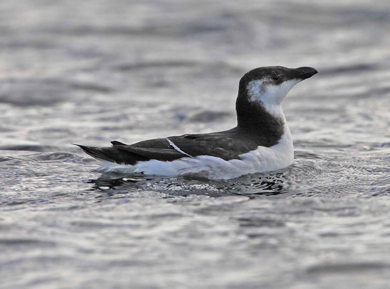Norsk Zoologisk Forening Sørlandsavdelingen: Stilstudie av alke