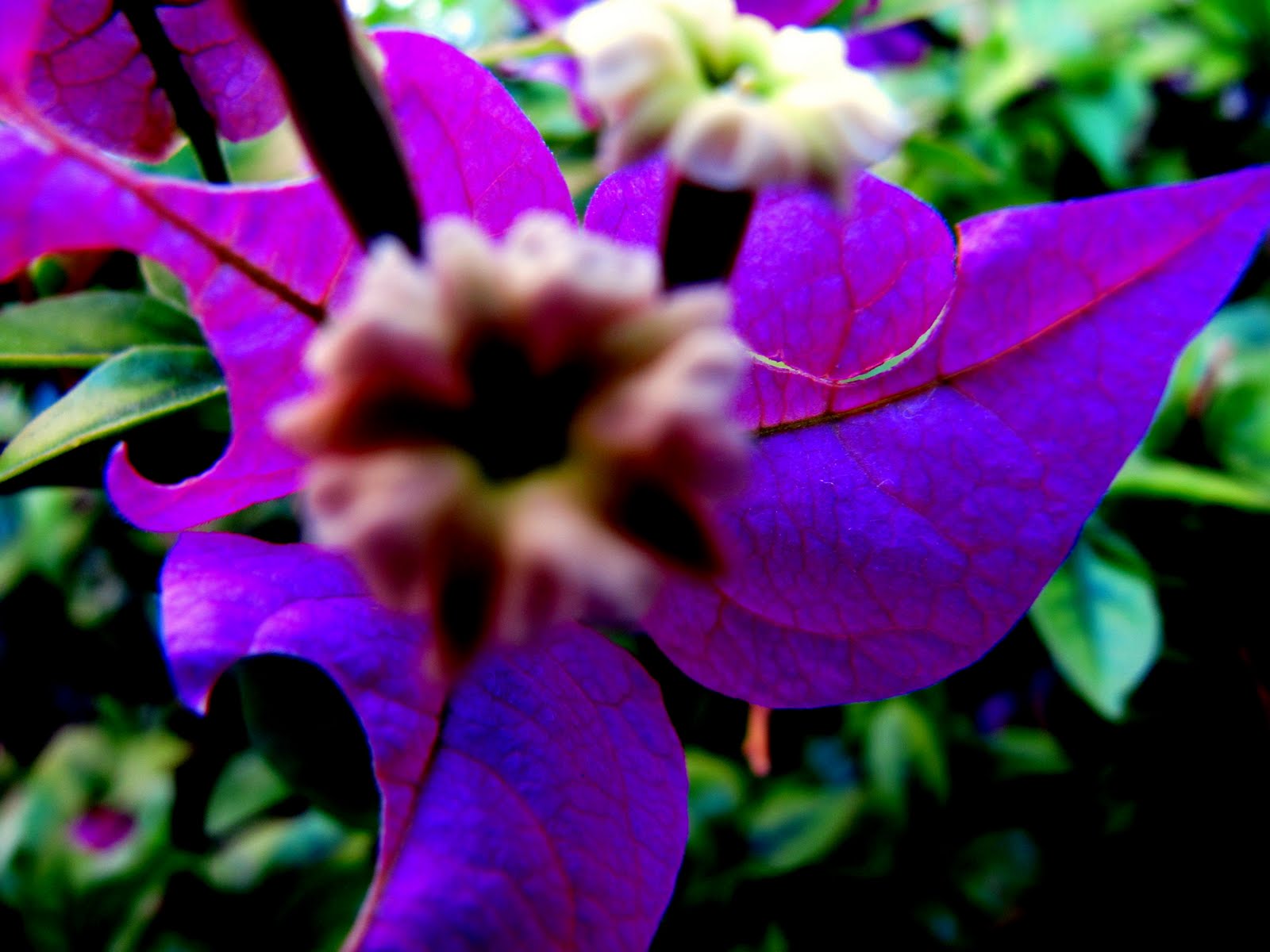 Flores moradas imágenes - Imagui