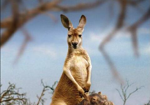 CANGURUS | Planeta Vida