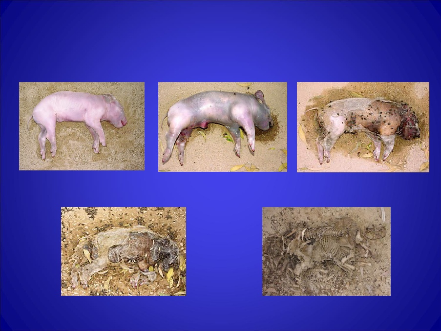 PROFUNDICEMOS EN TEMAS DE INVESTIGACIÓN JUDICIAL: Conceptos Biología ...