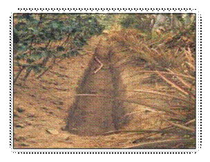 MARI KITA MENYULUH PERTANIAN: TEHNIK PEMBUATAN RORAK SEBAGAI MEDIA ...