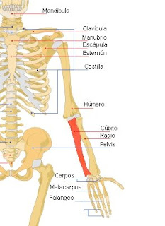 MIGUEL 3DIV: huesos del cuerpo