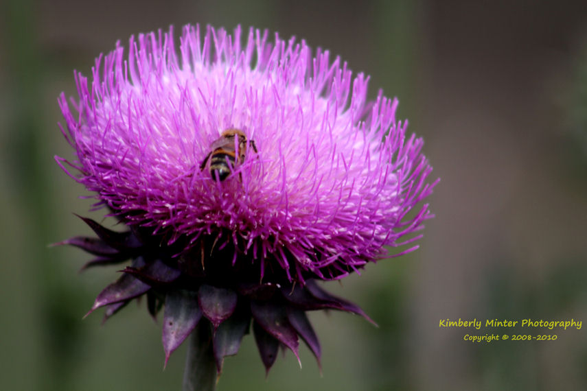 Kimberly Minter Photography: Hutton Farm~Kalispell, Montana