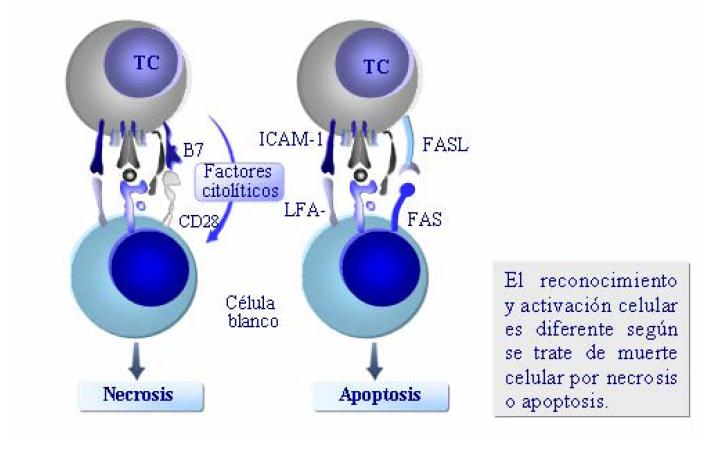 054 Inmunología - conocimientos.com.ve: CITOTOXICIDAD