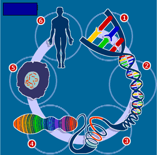 Genoma Humano: Genoma Humano