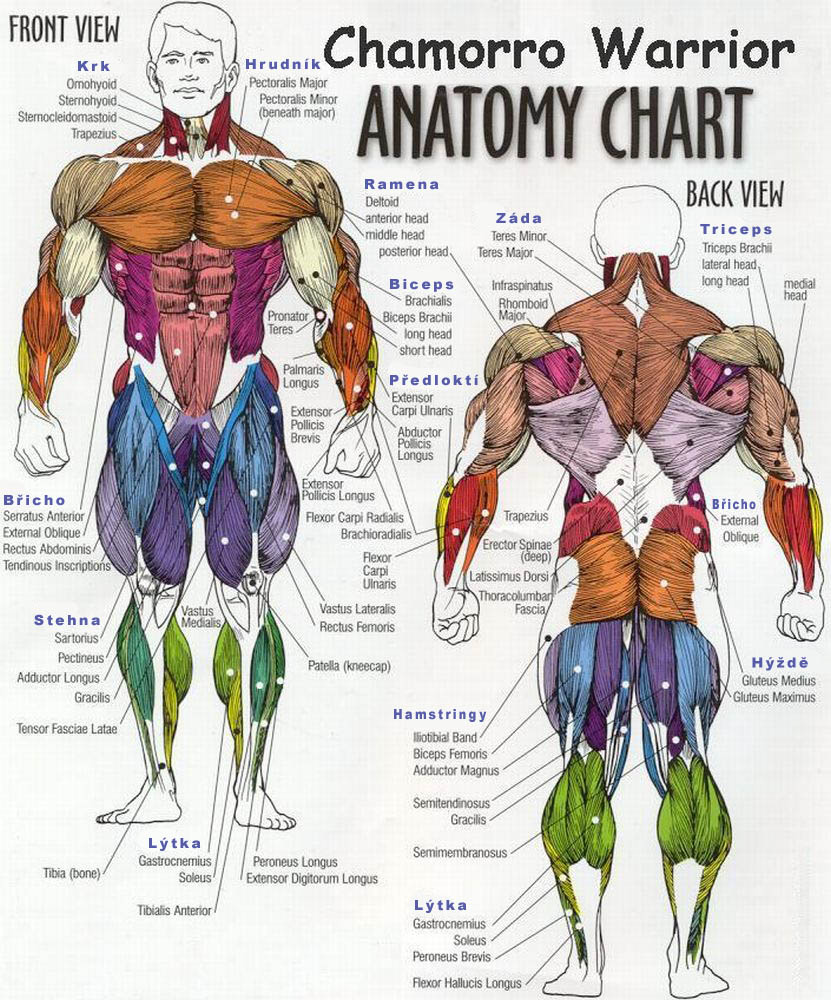 FreakGym: Anatomie-svaly obecně