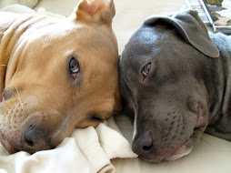 the two dog blog: different kinds of porn (april edition)