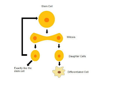 What are Stem Cells