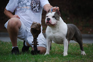 US Bully Force - American Bullies in Brazil