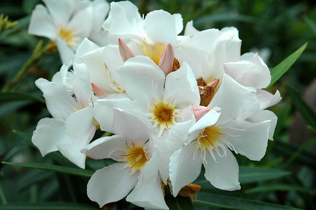 FLORACIONES EN MÁLAGA Y MÁS: Flora ornamental de Quintana Roo México
