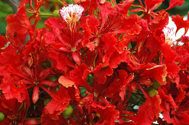 FLORACIONES EN MÁLAGA Y MÁS: Flora ornamental de Quintana Roo México
