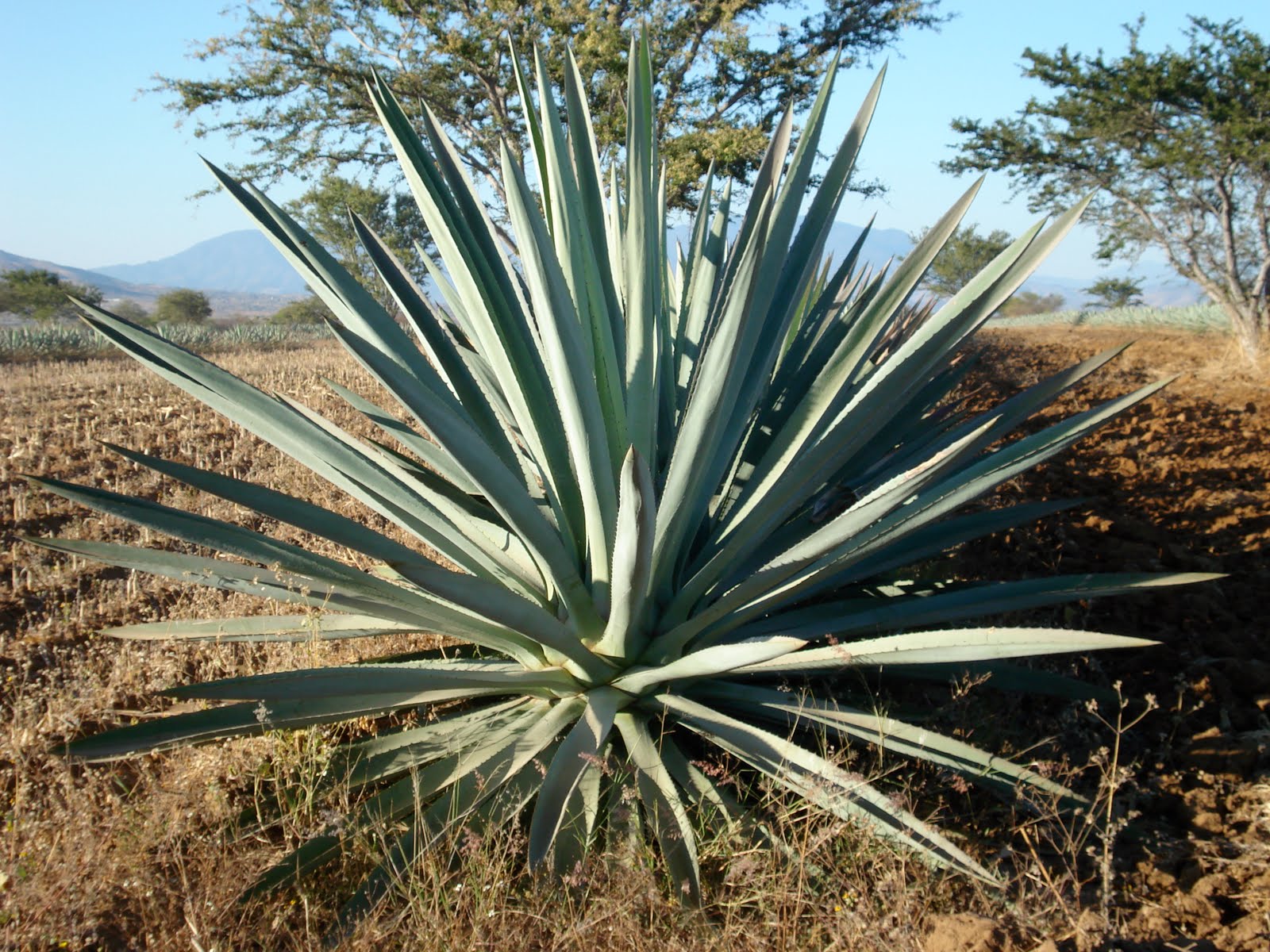 alandarcomidaymezcal: Piñas y magueyes