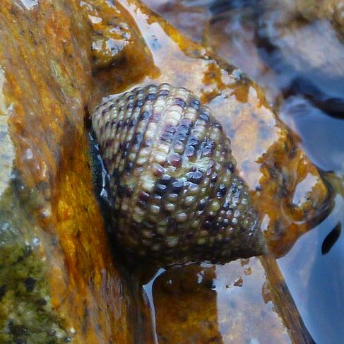 Crystal and Bryan in Singapore: Labrador Nature Park